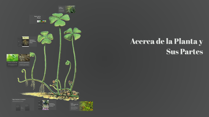 Acerca de la Planta y Sus Partes by Luis Angel Chauca Lopez on Prezi