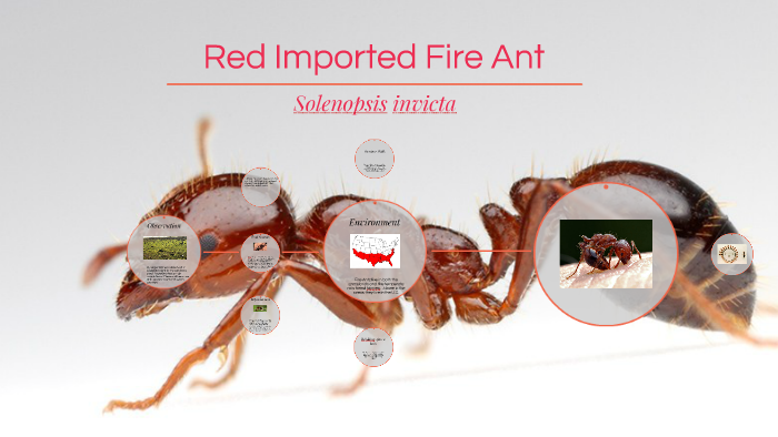 Red Imported Fire Ant by Matthew Wright on Prezi