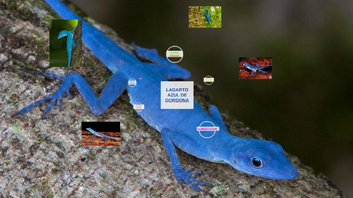 LAGARTO AZUL DE GORGONA by juan manuel david usuga on Prezi