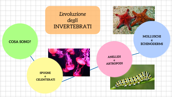 l'evoluzione degli invertebrati by elisa molino on Prezi