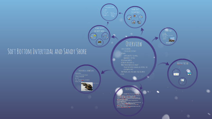 Soft Bottom Intertidal and Sandy Shore by Jordan B on Prezi