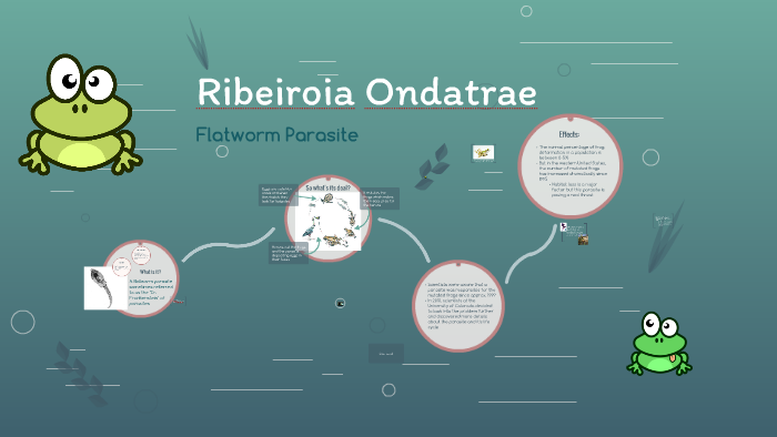 Ribeiroia Ondatrae by Julia Horan on Prezi