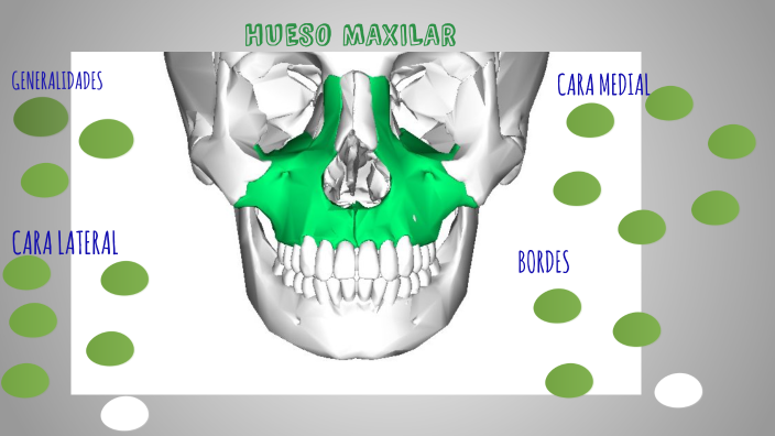 HUESO MAXILAR by Daniela Pineda on Prezi