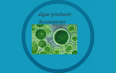 the food chain of a megalodon by andrew bernards on Prezi