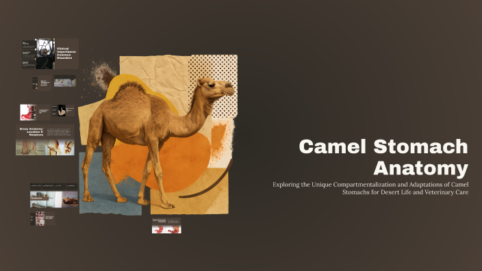 Camel Stomach Anatomy by Mariam Hesham on Prezi