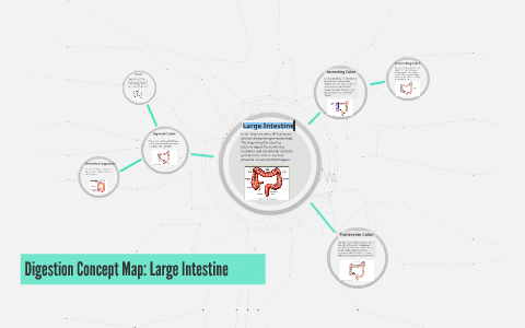 Digestion Concept Map: Large Intestine by Beth Tekley on Prezi