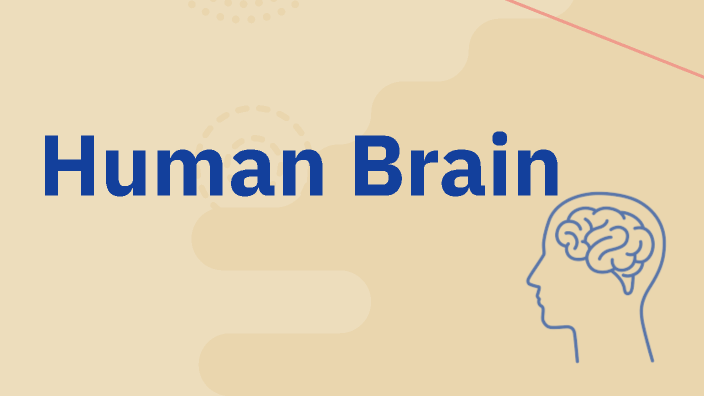 Human Brain Bio project by James Mims on Prezi