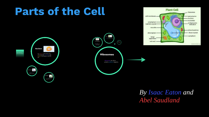 Cell Presentation by Isaac Eaton on Prezi