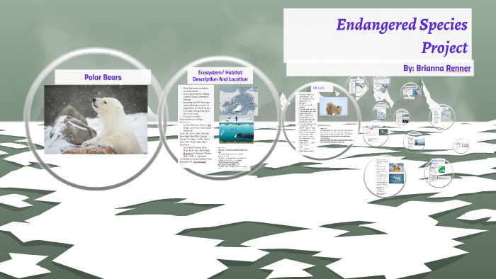 Endangered Species Project by Brianna Renner
