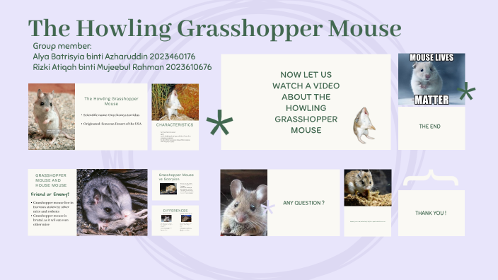 The Howling Grasshopper Mouse by Alya Batrisyia on Prezi