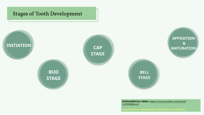 Tooth Development Stages by Maria Albery on Prezi