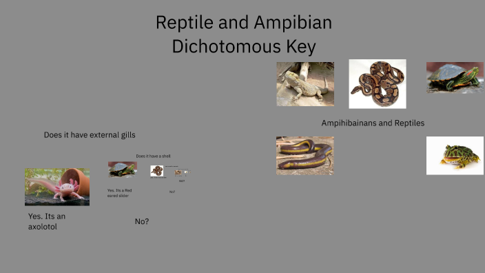 Reptile and Ampibian Dichotomous Key by Banning Keller on Prezi