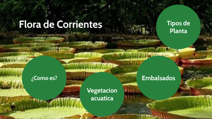 Flora de Corrientes by Valentino Storti on Prezi