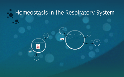 Homeostasis in the Respiratory System by Colin shrader on Prezi