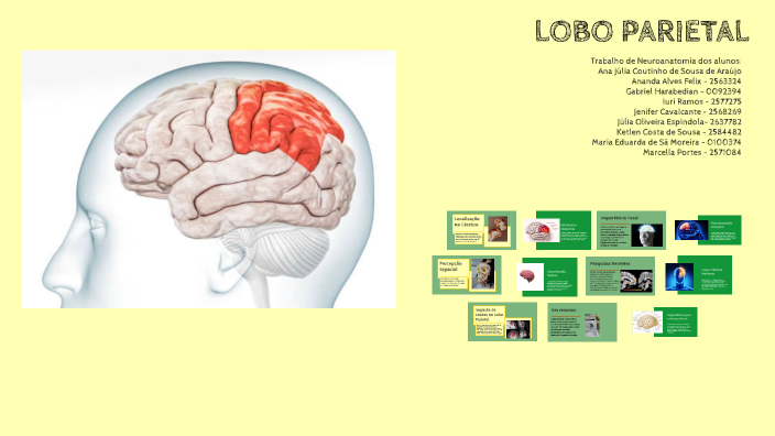 LOBO PARIETAL by Ana Júlia Coutinho on Prezi