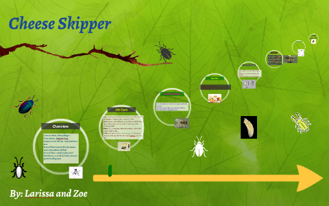 Cheese Skipper by Larissa Scanlon on Prezi