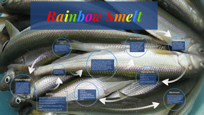 Rainbow Smelt by Sarina Ninche on Prezi