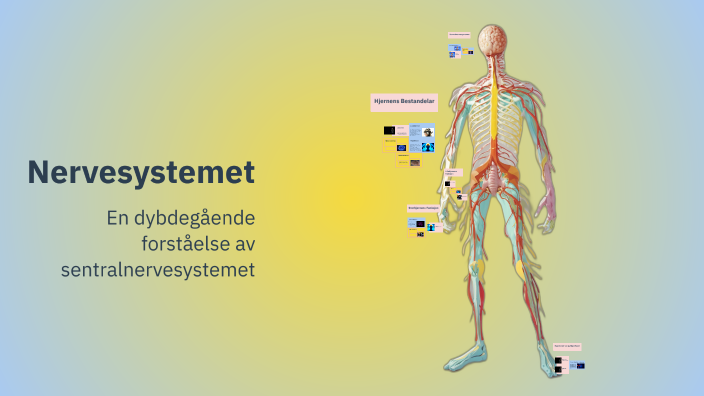 Nervesystemet by Henrik dale on Prezi