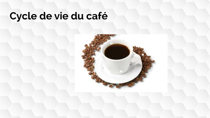 cycle de vie du café by Alicia Patry on Prezi