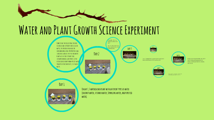 Water and Plant Growth Science Experiment by Cori Espelet on Prezi