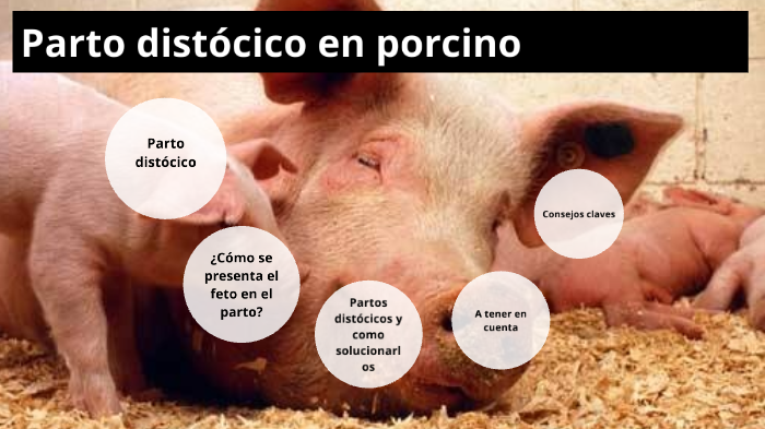 Parto distócico by Lorena Lorca Blázquez on Prezi