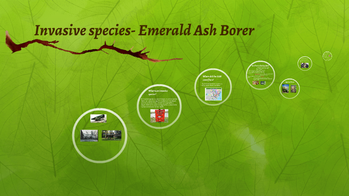Invasive species- Emerald Ash Borer by Reed Talbert on Prezi