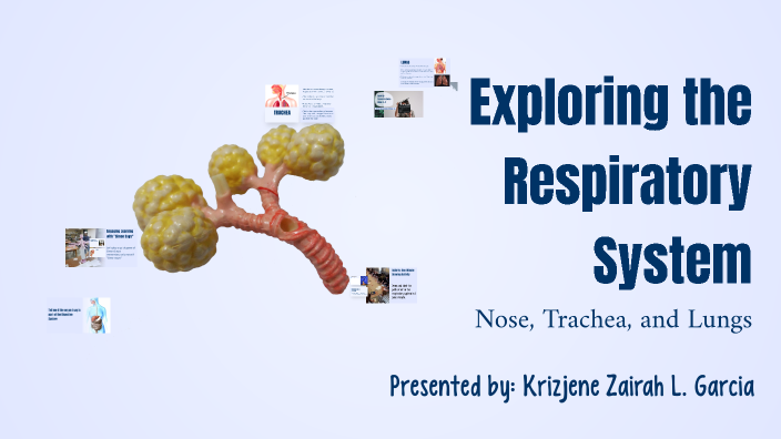 Exploring the Respiratory System by KZ Garcia on Prezi