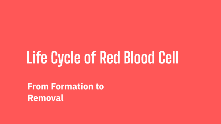 Life Cycle of Red Blood Cell by Ardetha king on Prezi