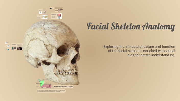 Facial Skeleton Anatomy for Stage 2 Radiology Techniques Students by ...