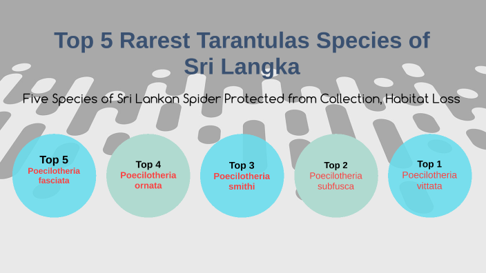 Top 10 Most Expensive Tarantulas by Mortel, Charles Michael L. on Prezi