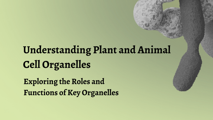 Understanding Plant and Animal Cell Organelles by Samyaa Patel on Prezi