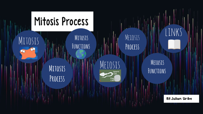 Mitosis Process by Julian Uribe on Prezi