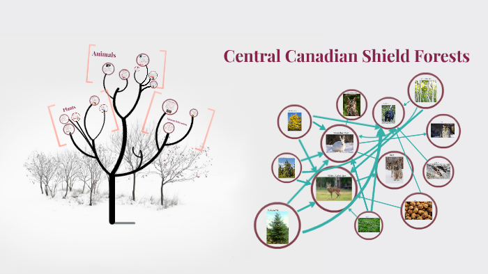 Central Canadian Shield Forests by Kaitlyn Young