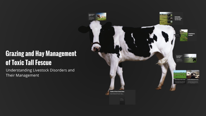 Grazing and Hay Management of Toxic Tall Fescue by Mattthew Bean on Prezi