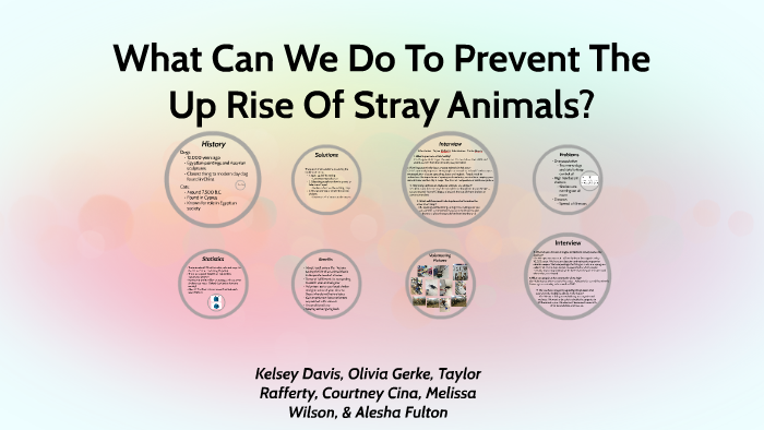 What Can We Do To Prevent The Uprise Of Stray Animals? by Kelsey Davis ...