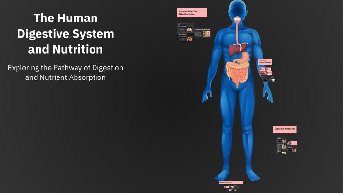 The Human Digestive System and Nutrition by Niall Carbery on Prezi