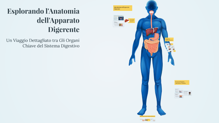 Esplorando l'Anatomia dell'Apparato Digerente by irene soliman on Prezi