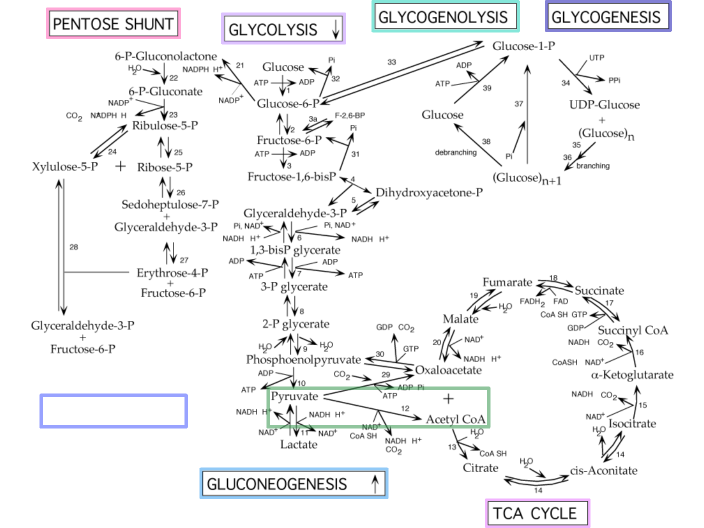 Glucose Pathways by Sara Baltz on Prezi