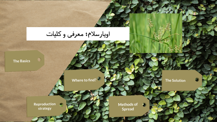 An introduction to Cyperus spp. by Freddy Noora on Prezi