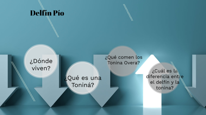 Delfín pío by Frank / on Prezi