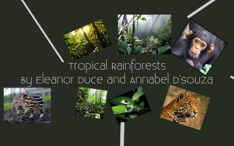 Tropical Rainforests by Eleanor Duce on Prezi