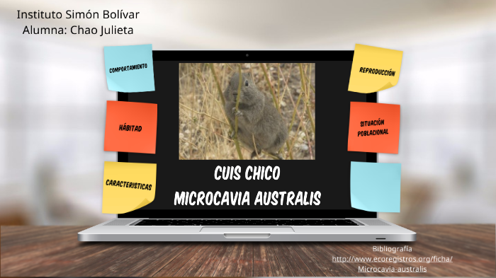 Microcavia australis by Julieta Chao on Prezi