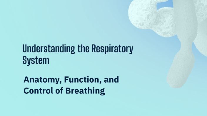 Understanding the Respiratory System by Hala Alfahed on Prezi