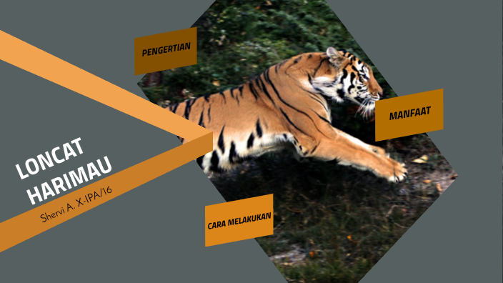 tigersprong16 by shervi angelin on Prezi