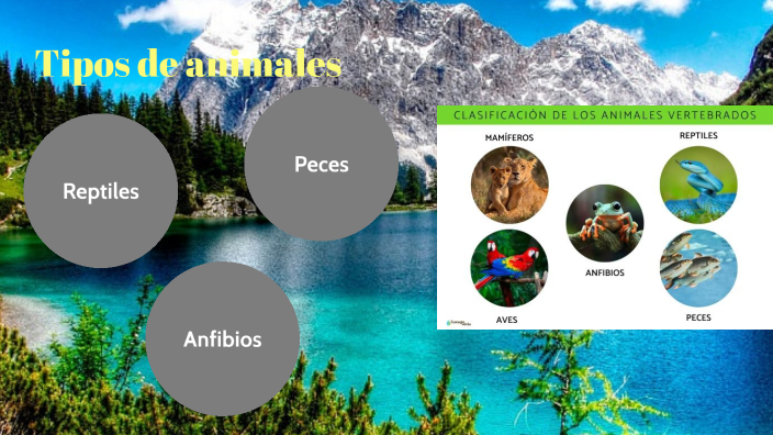 tipos de animales by fernando lopez on Prezi