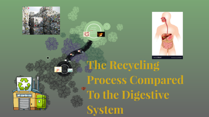 The Recycling Process Compared To the Digestive System by daniel chao