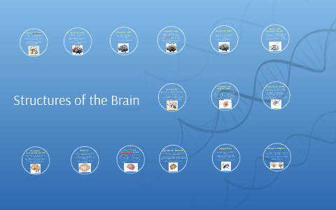 Structures of the Brain by Michaela Scanlon on Prezi