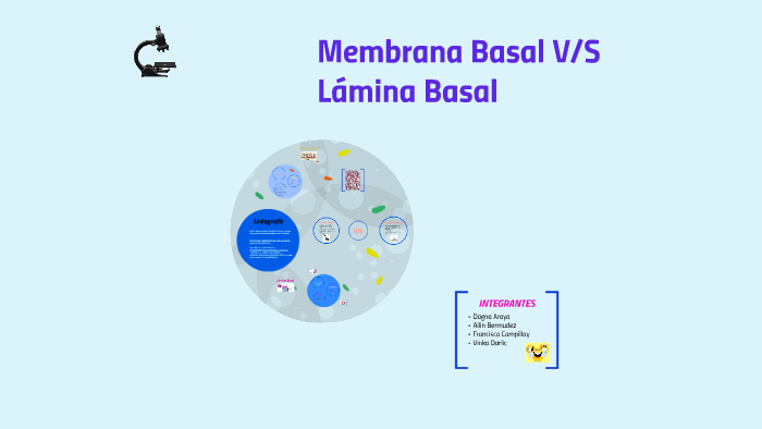 membrana basal VS lamina basal by ailin bermudez on Prezi