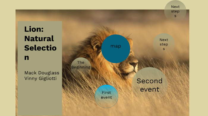Lion Natural Selection by Mack Douglass on Prezi