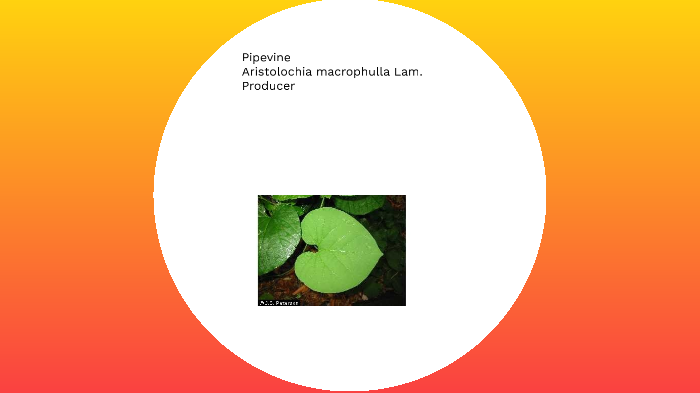 Alabama Food Web Project by Tianna Williams on Prezi